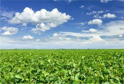 An Overview on Foliar Feeding