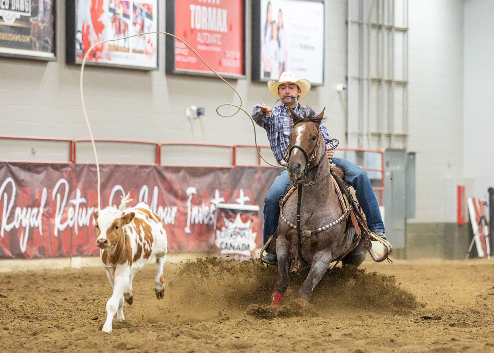 Smooth Cat Reys | Royal Crown Canada