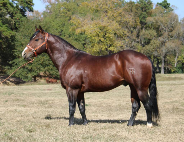 Bay Quarter Horse Stallion