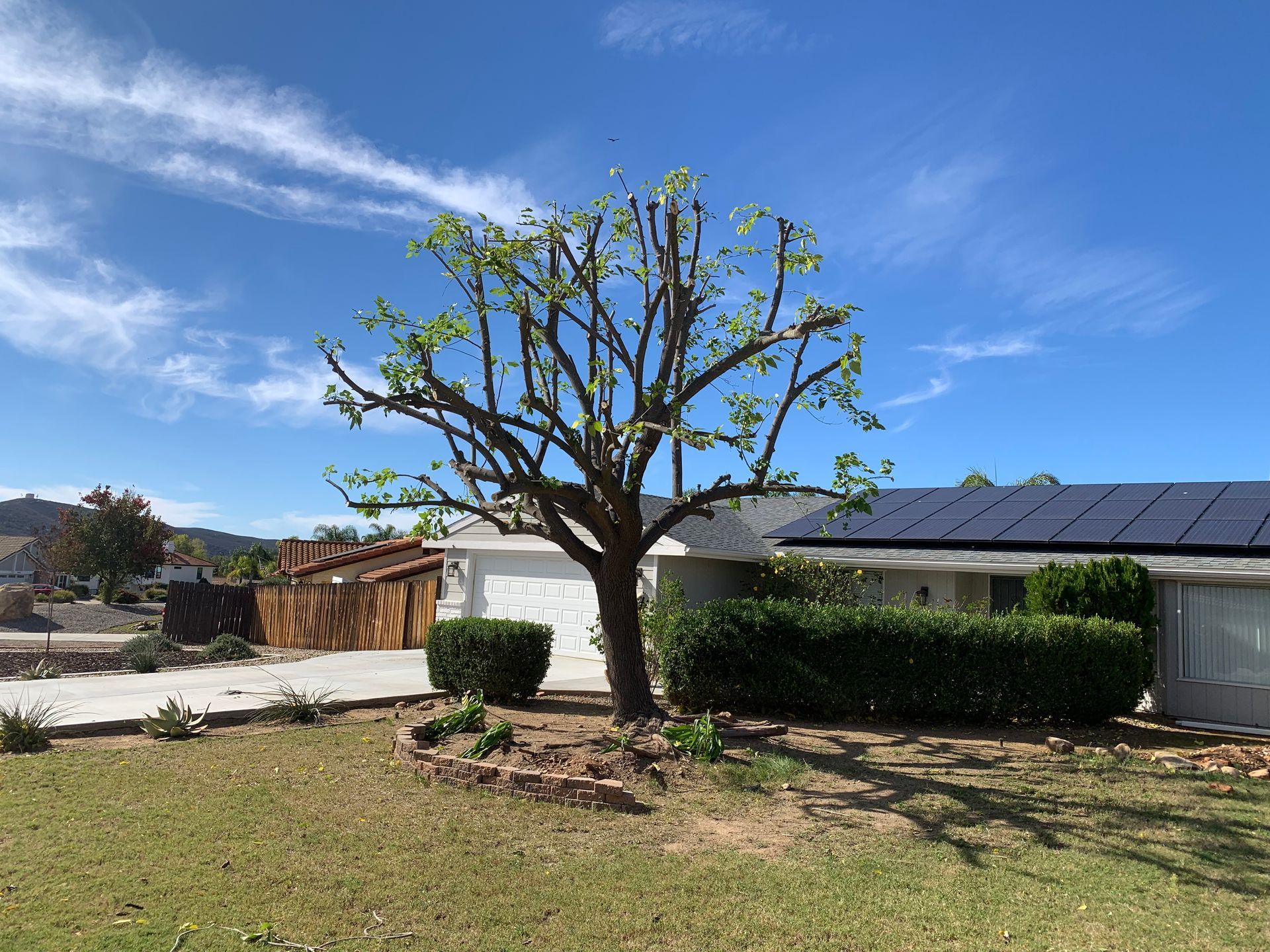 Estates Tree Service | Tree Service | San Diego & Imperial County ...