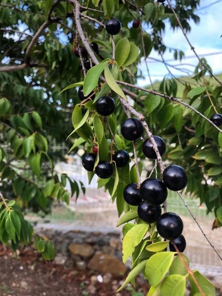 Les producteurs de Guavaberry à St. Martin