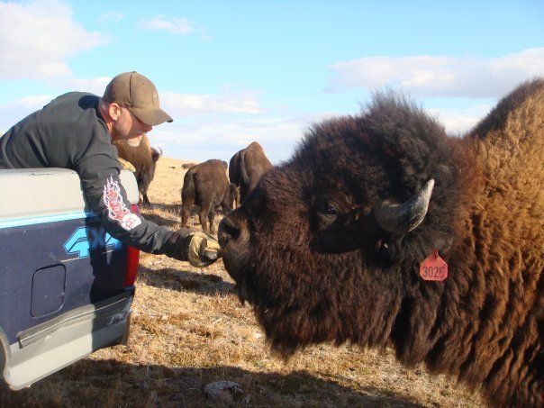 100% Grass Fed and Grass Finished Bison & Beef
