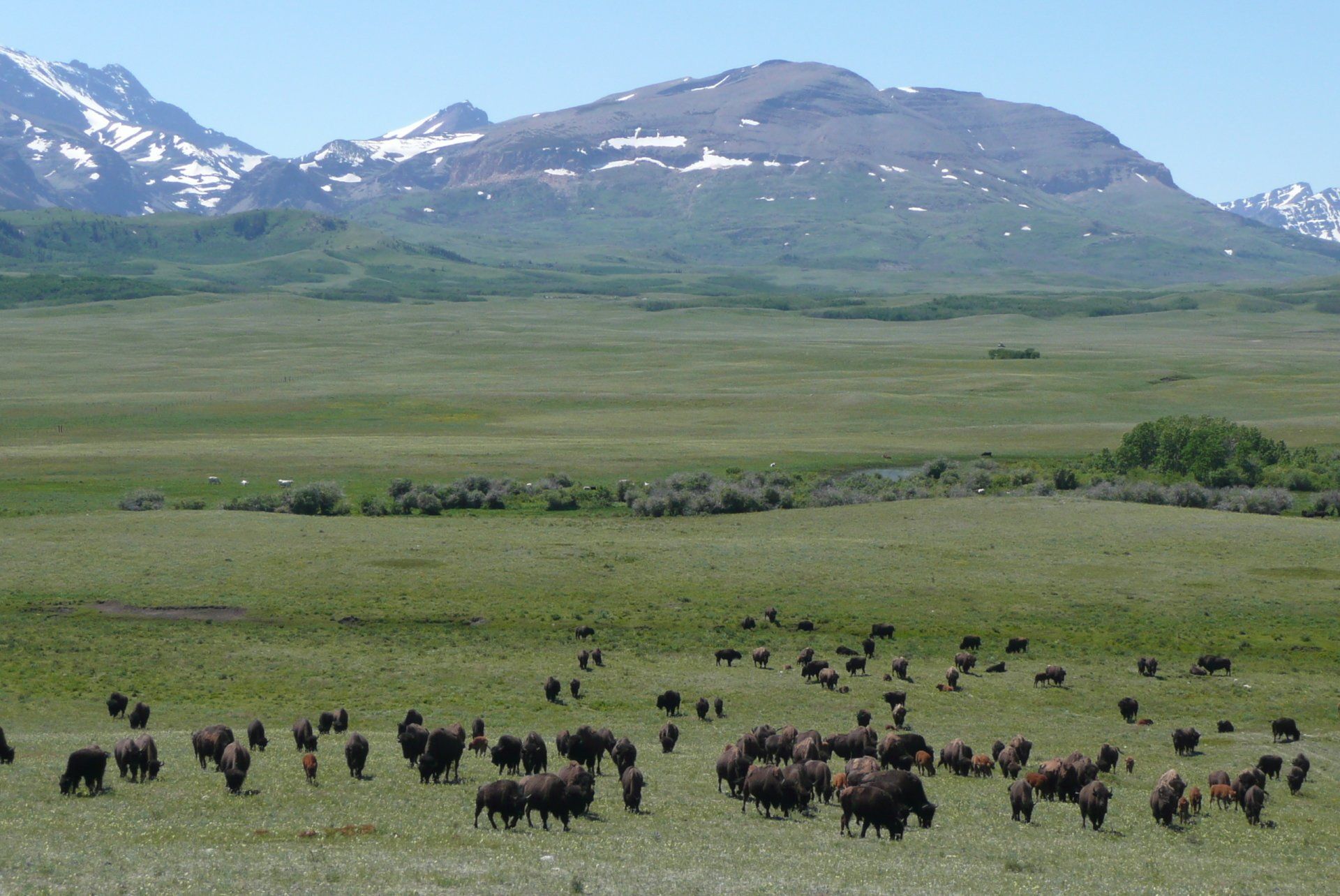 Buy 100% Grass Fed Grass Finished Bison & Beef Online