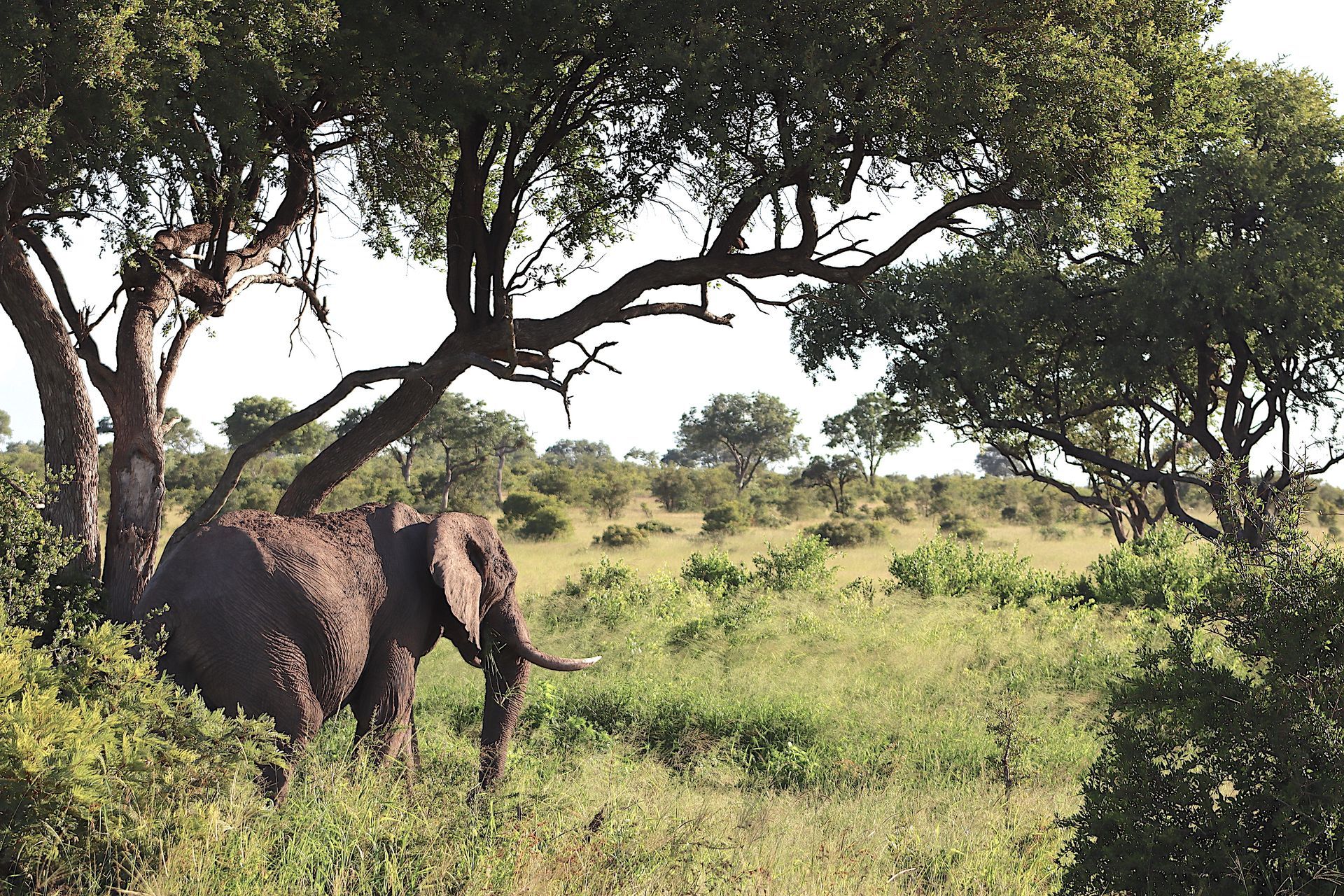 Pungwe Safari Camp | Gentle Giants of the Manyeleti