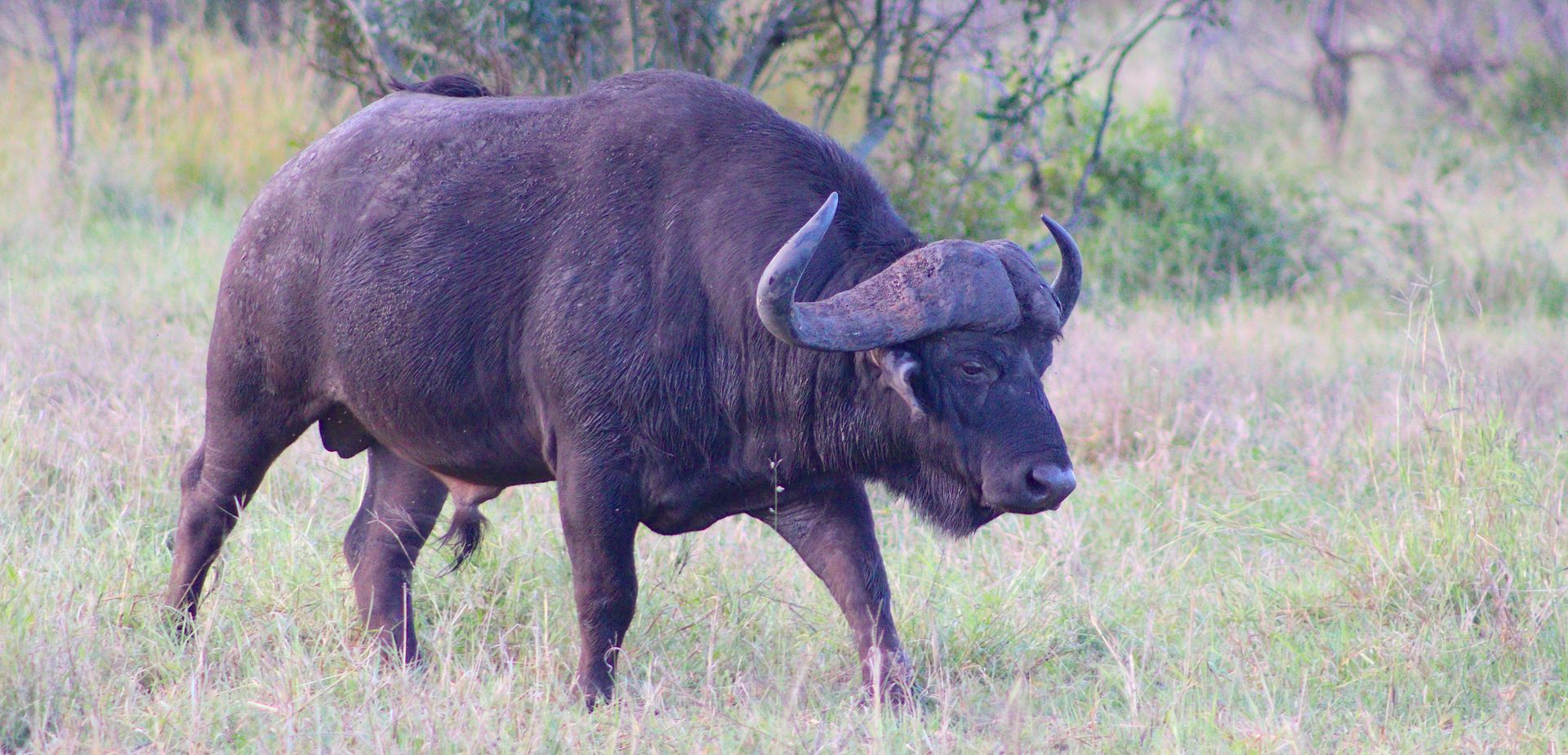 Pungwe Safari Camp | The grumpy old bulls of the Manyeleti...