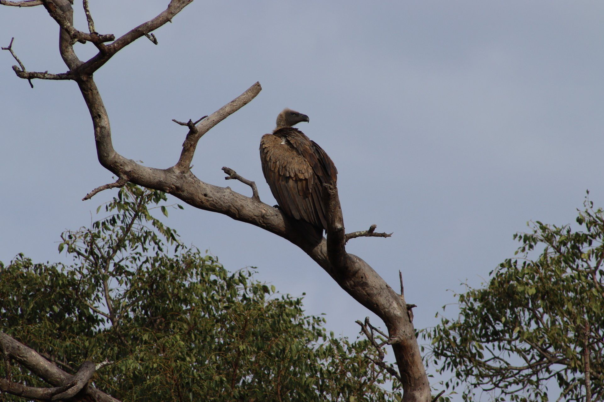 Pungwe Safari Camp | Masters of the air...