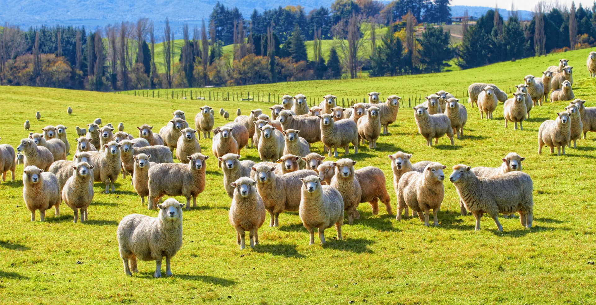 Livestock Supply Waimarino NZ Stephen Harris Livestock Limited