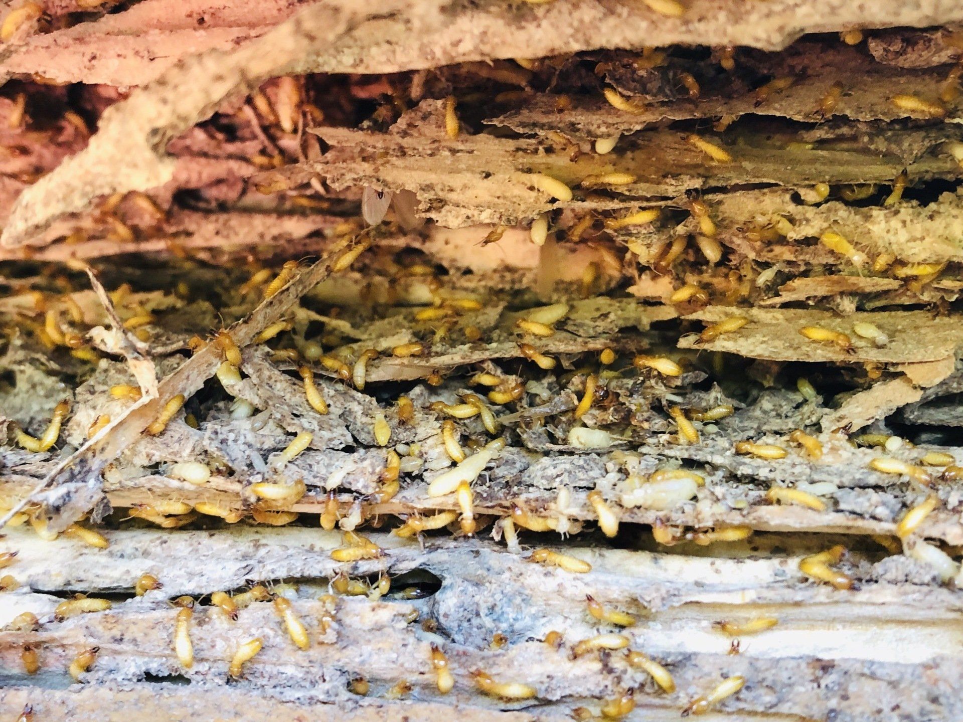 Termites in Fall & Winter | BugOut Pest Control