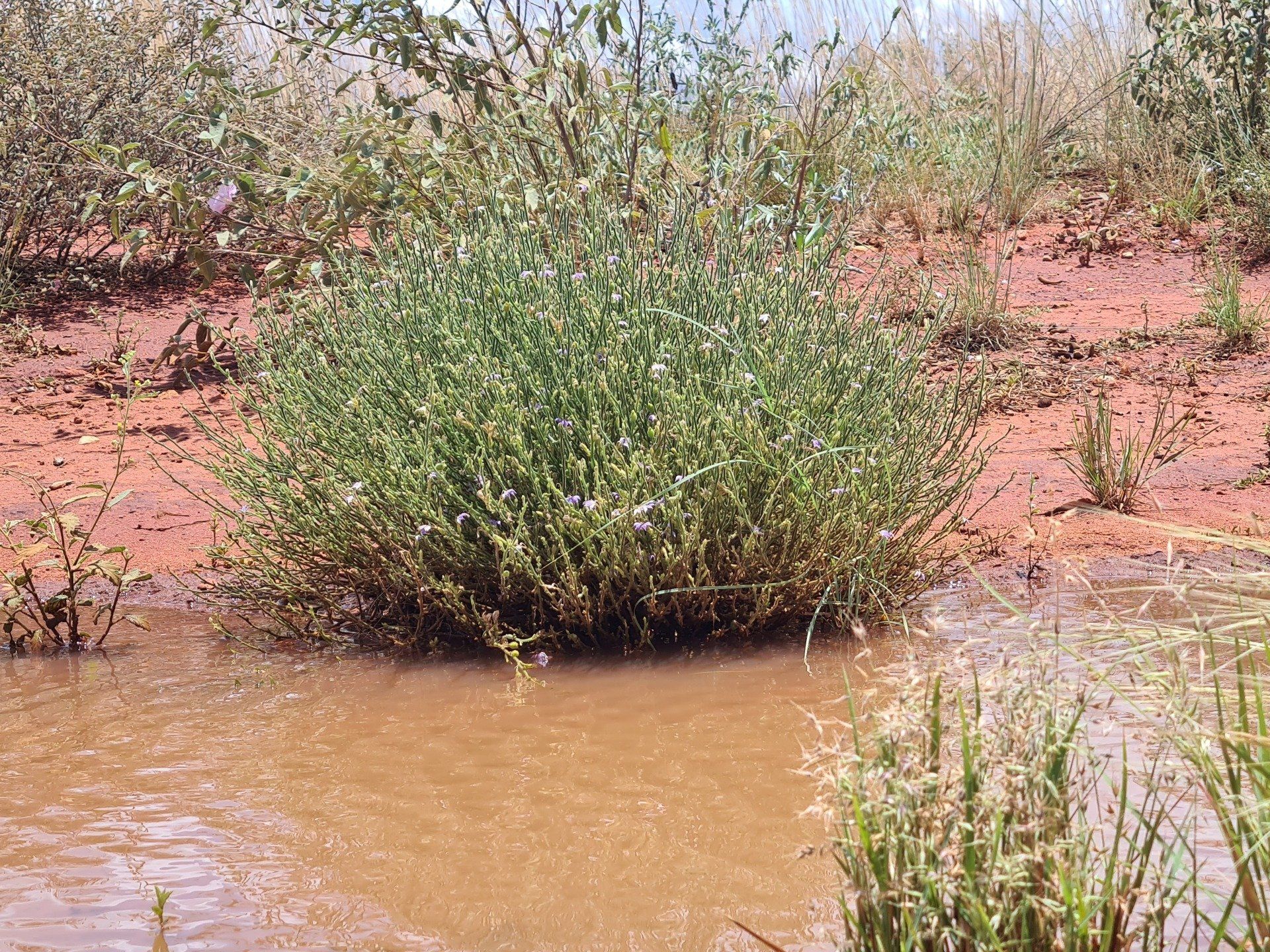 Our Town & People | Tennant Creek Mob Aboriginal Corporation