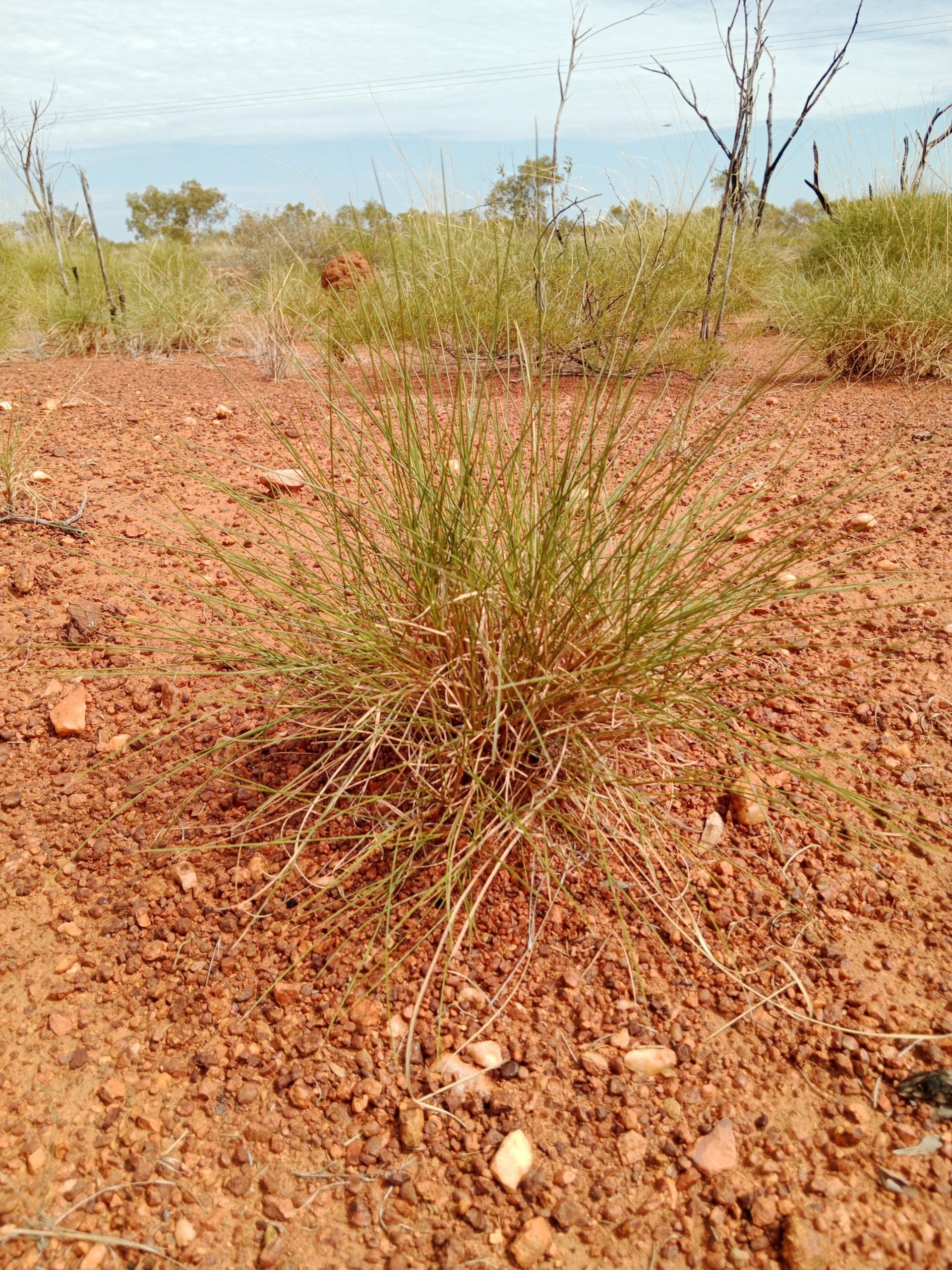 Our Town & People | Tennant Creek Mob Aboriginal Corporation