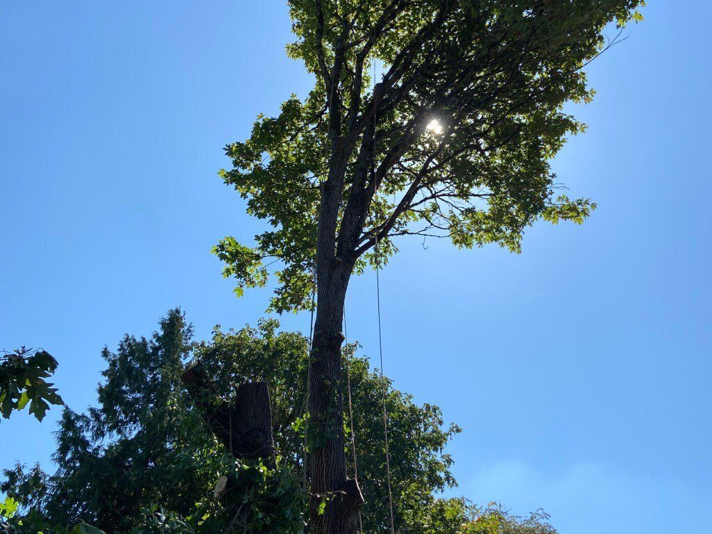Tree Service At Seattle, WA - Sound Tree Care, Certified Arborist