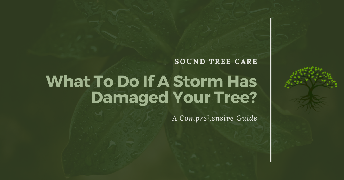 6 Signs Your Trees Need Watering - Sound Tree Care