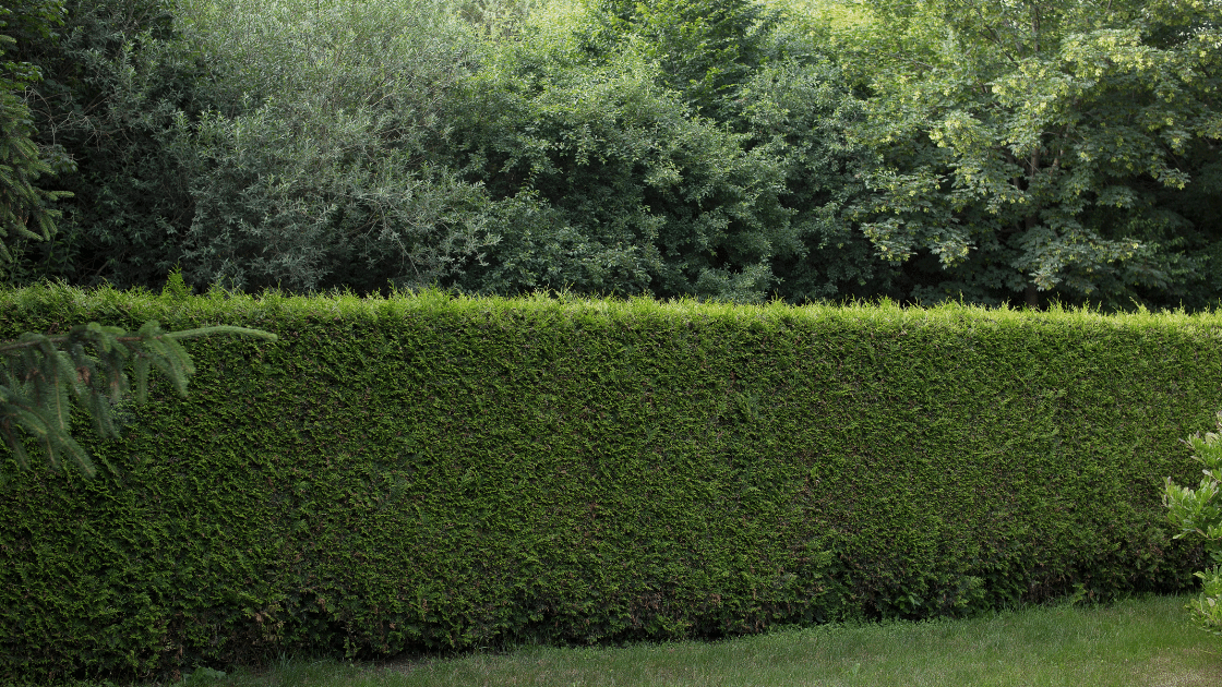 How To Trim Hedges - A Guide To Hedge Trimming For Healthy Growth