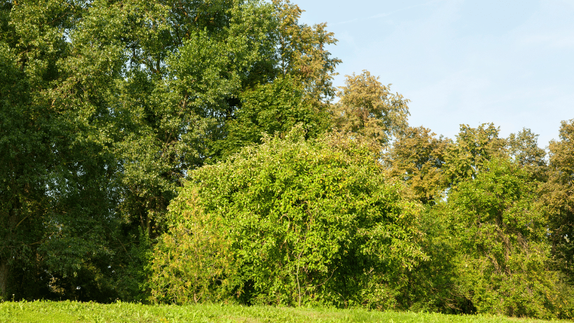8 Things To Consider Before Planting A Tree In Seattle, WA