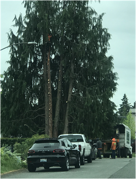 Tree Law and Timber Trespass