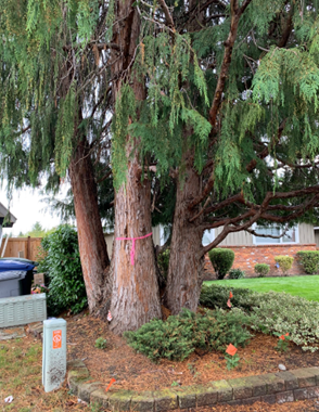 Tree Law and Timber Trespass