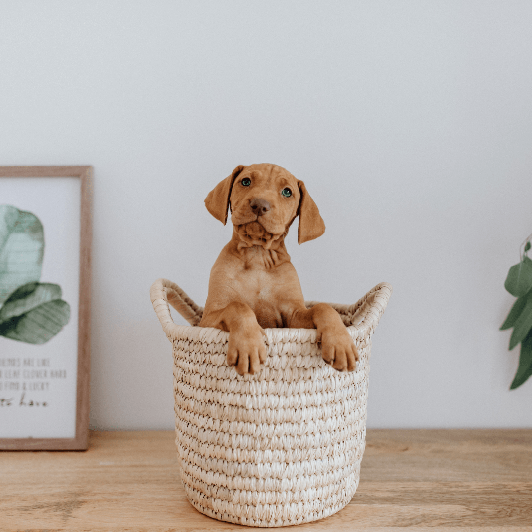 What Are Core Vaccines For Dogs?