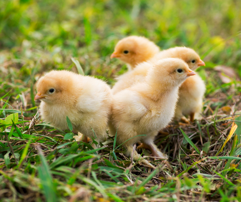 Durham Hens for Quality Hens and Poultry Supplies