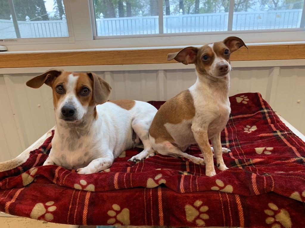 Stay and Play Pet Resort | Grand Forks, ND | Home