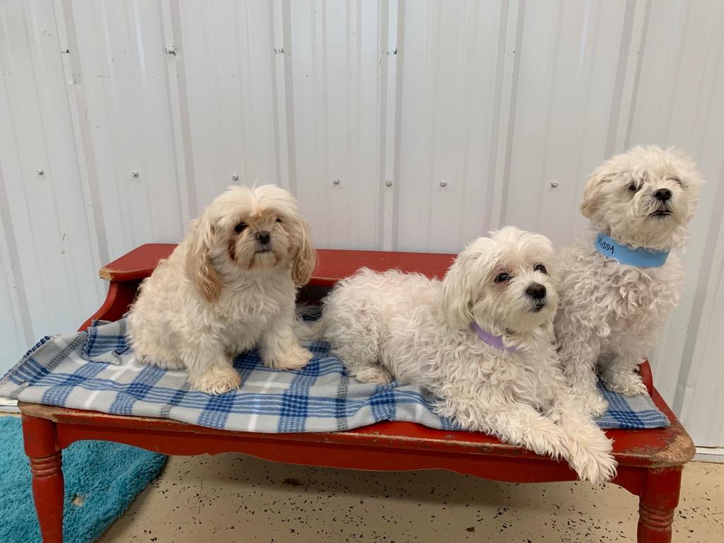 Stay and Play Pet Resort | Grand Forks, ND | Home