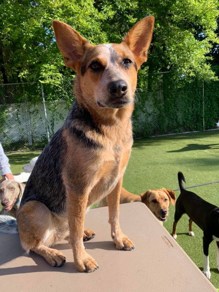 Stay and Play Pet Resort | Grand Forks, ND | Home