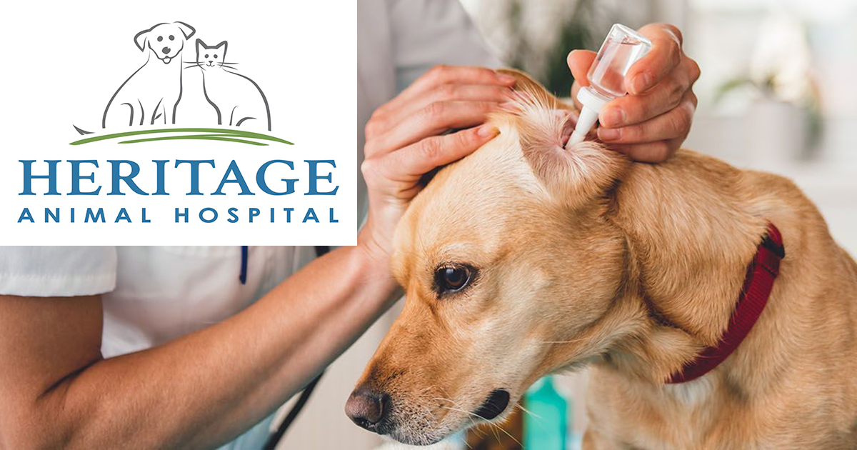 Plymouth MN Pet Care | Heritage Animal Hospital