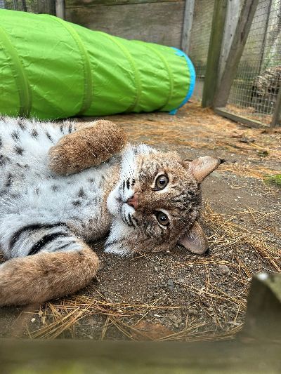 Kids Go Wild - The Zoo In Forest Park