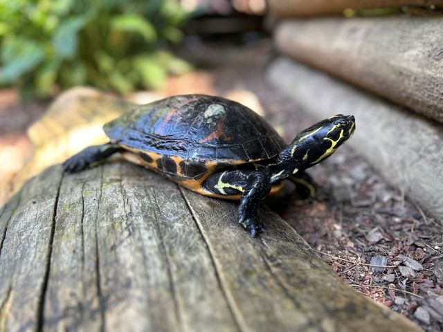 Yellow Belly Turtle Baby Yellowbelly Neuropathic Slider Turtle For
