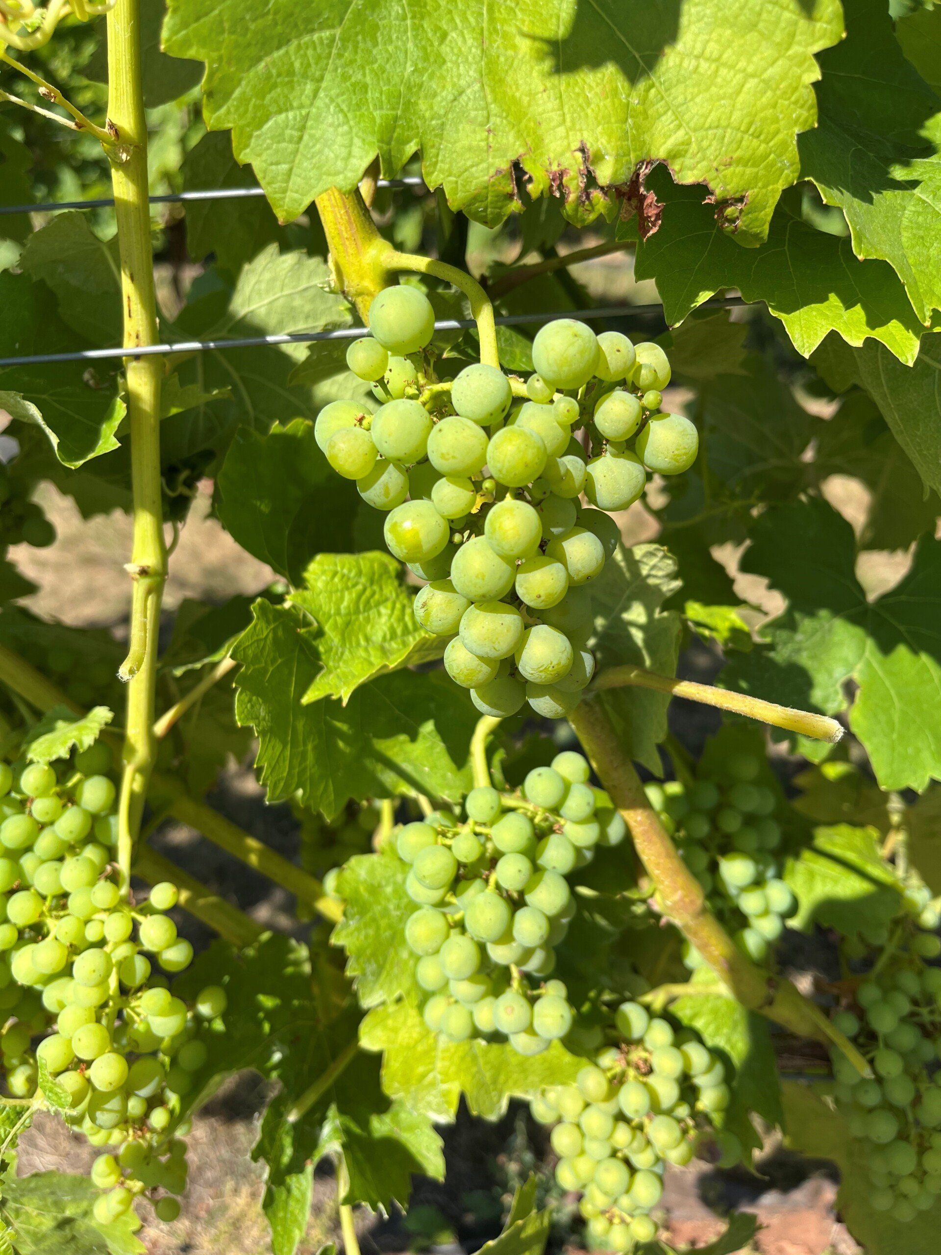 The history of the Bacchus grape