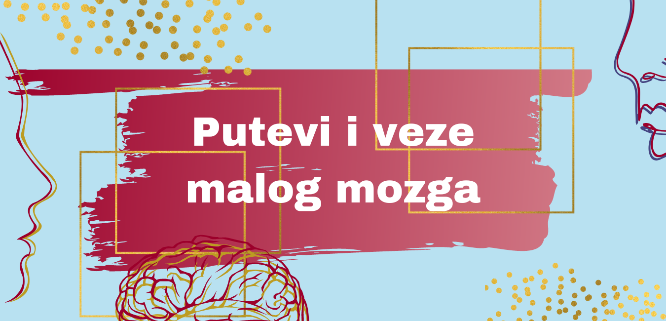 Putevi i veze malog mozga