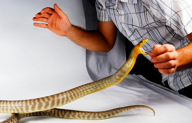 UGRIZI ZMIJA OTROVNICA I UBODI OTROVNIH INSEKATA