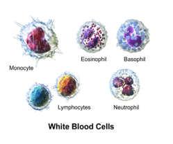 Diferencijalna krvna slika (DKS)