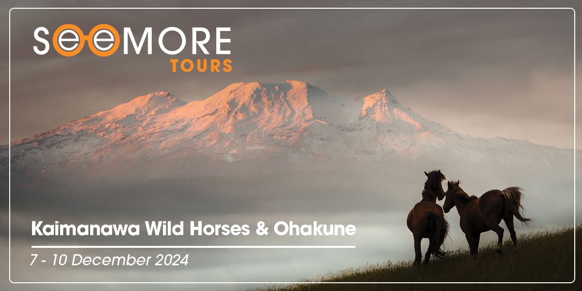 Kaimanawa Wild Horses | Seemore Tours