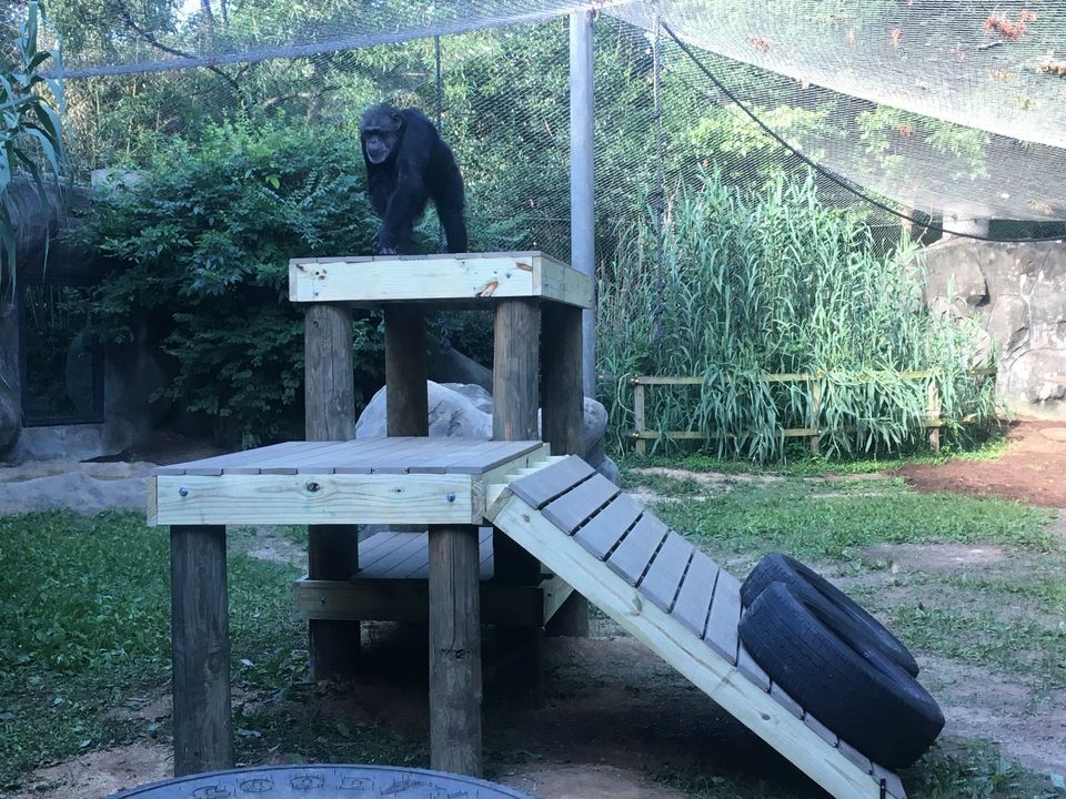 Scout Builds New Climbing Structure for Local Chimpanzees