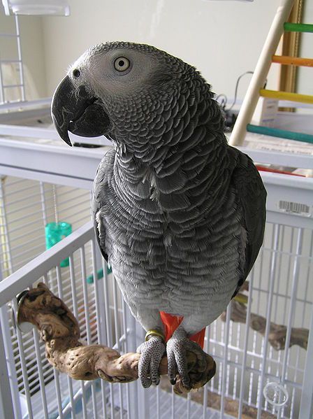 A Parrots Cove: Houston's Destination for Bird Lovers