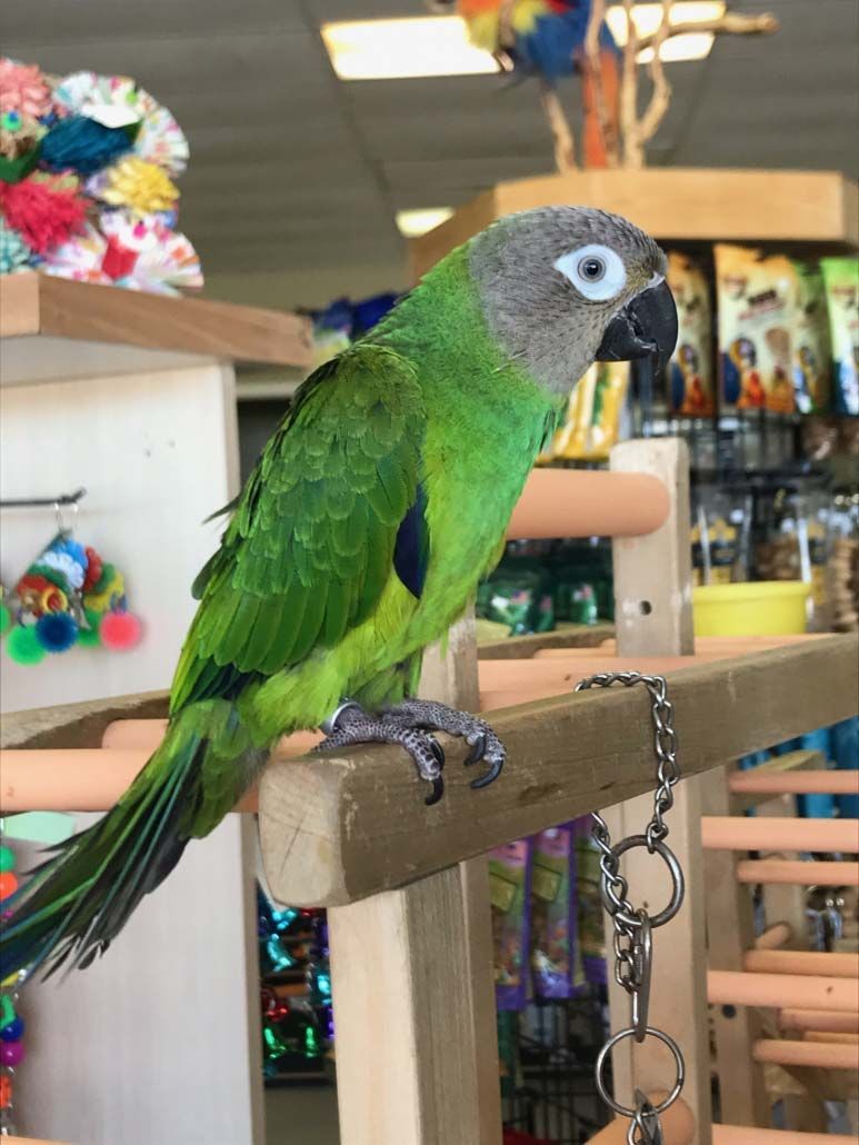 A Parrots Cove Gallery: A Visual Journey into Our Avian Paradise