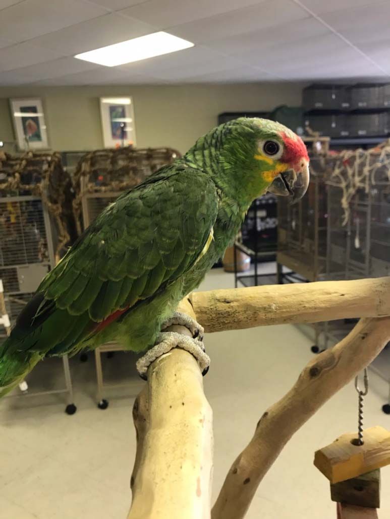 A Parrots Cove Gallery: A Visual Journey into Our Avian Paradise
