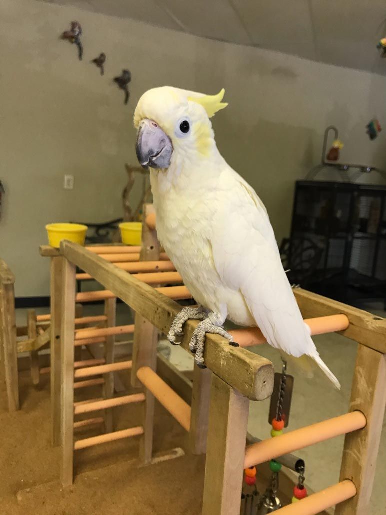 A Parrots Cove Gallery: A Visual Journey into Our Avian Paradise