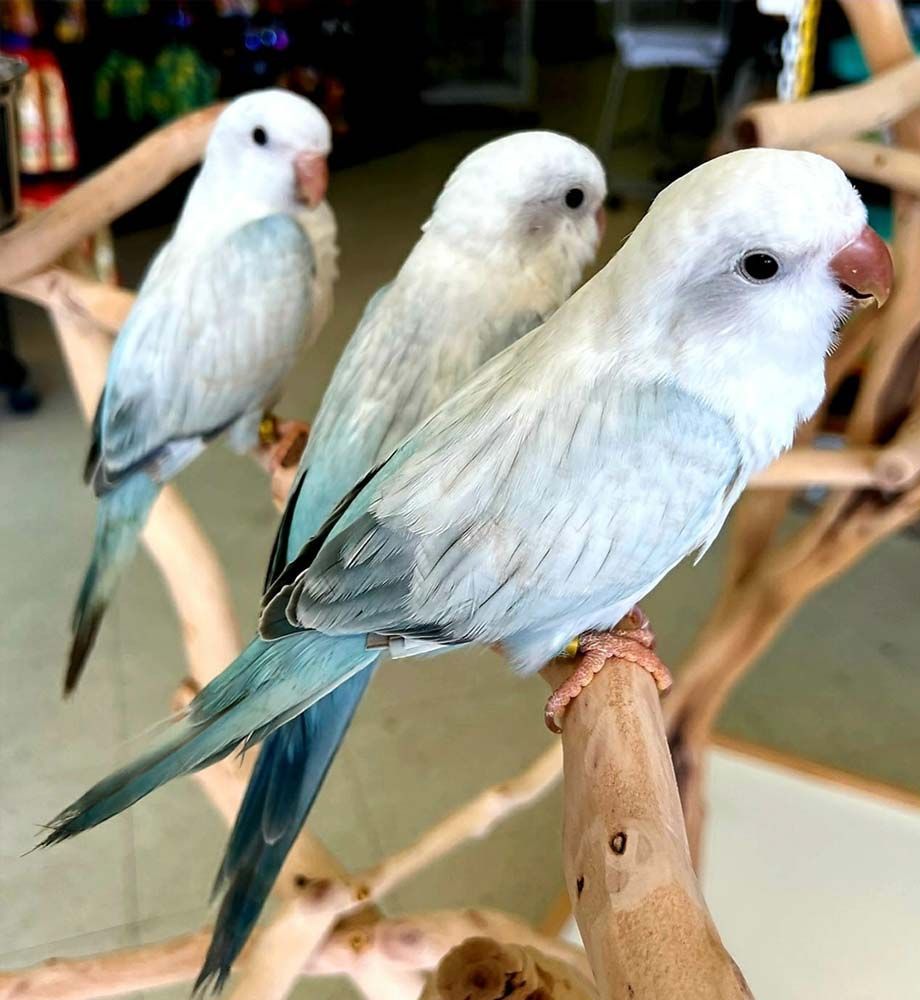 A Parrots Cove Gallery: A Visual Journey into Our Avian Paradise