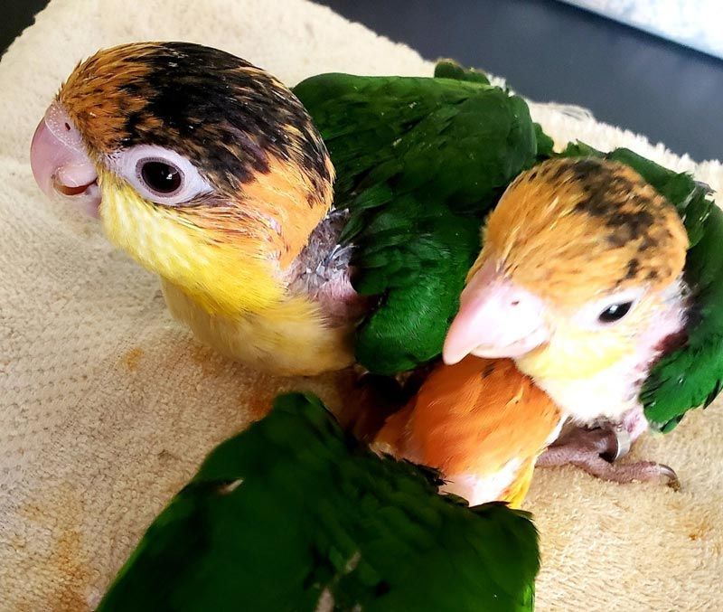 Boarding & Grooming at A Parrots Cove: Pamper Your Feathered Friend