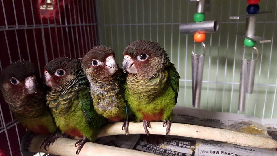 Boarding & Grooming at A Parrots Cove: Pamper Your Feathered Friend