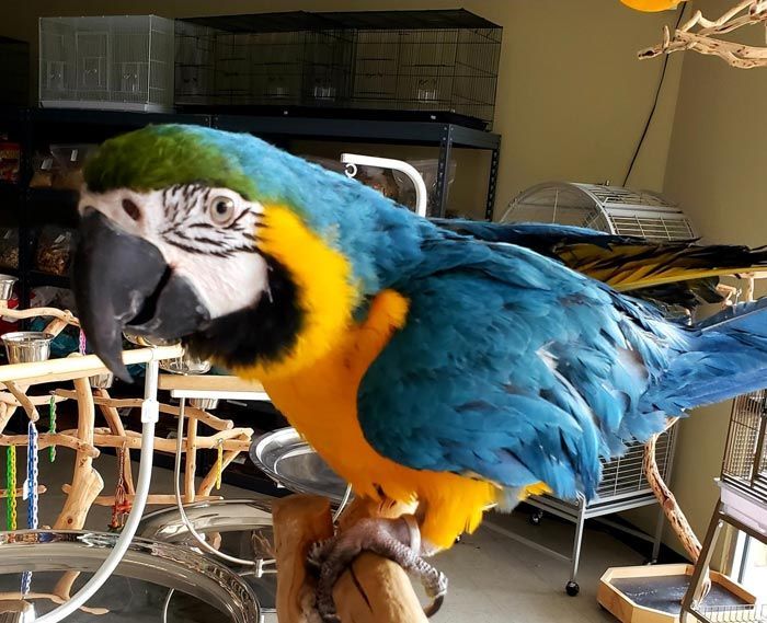 Boarding & Grooming at A Parrots Cove: Pamper Your Feathered Friend