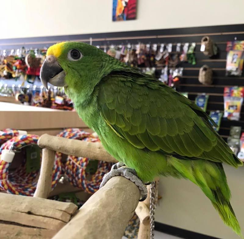Boarding & Grooming at A Parrots Cove: Pamper Your Feathered Friend