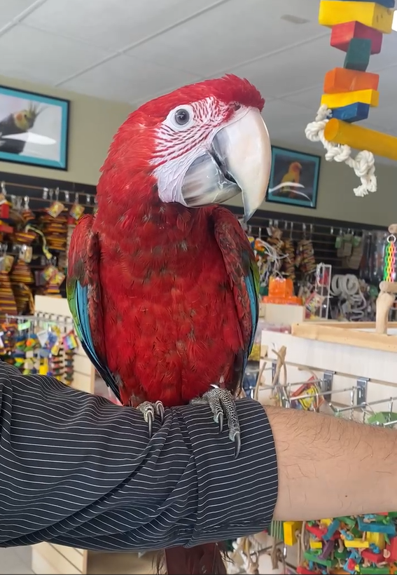 A Parrots Cove Gallery: A Visual Journey into Our Avian Paradise