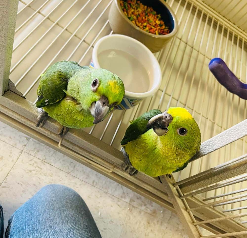 A Parrots Cove Gallery: A Visual Journey into Our Avian Paradise