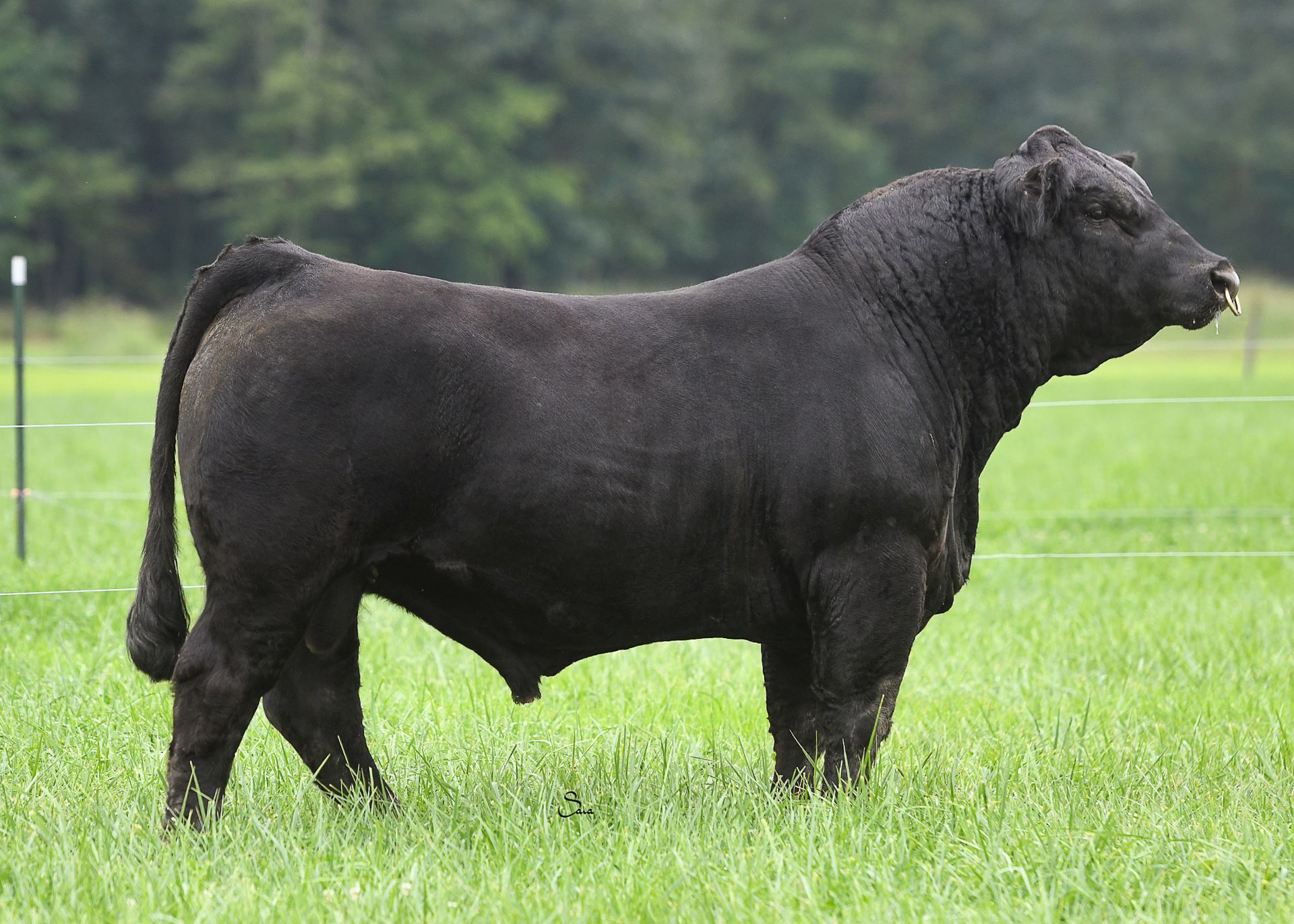 Ferguson Cattle Company | Simmental and Angus Cattle