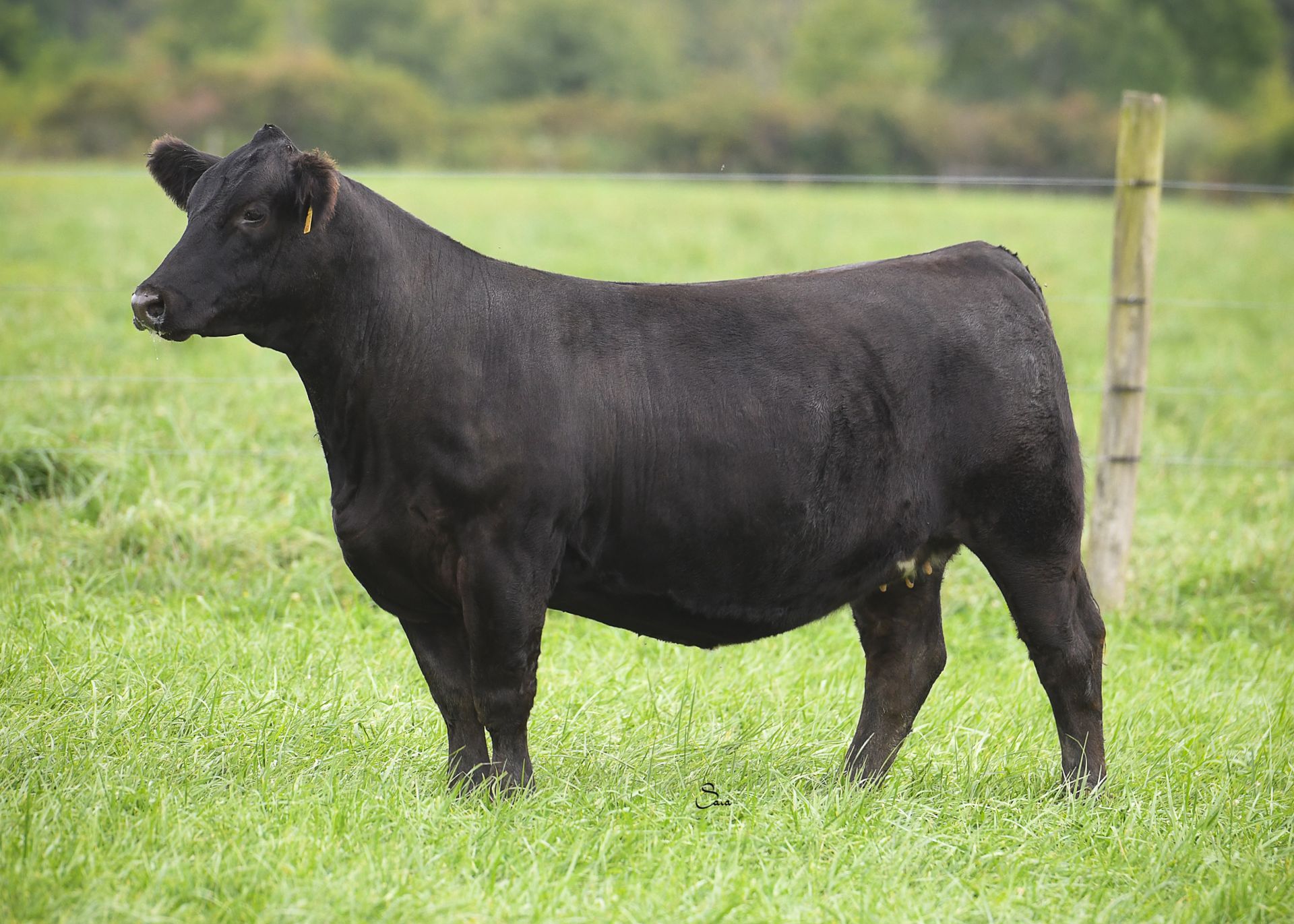Ferguson Cattle Company | Simmental and Angus Cattle