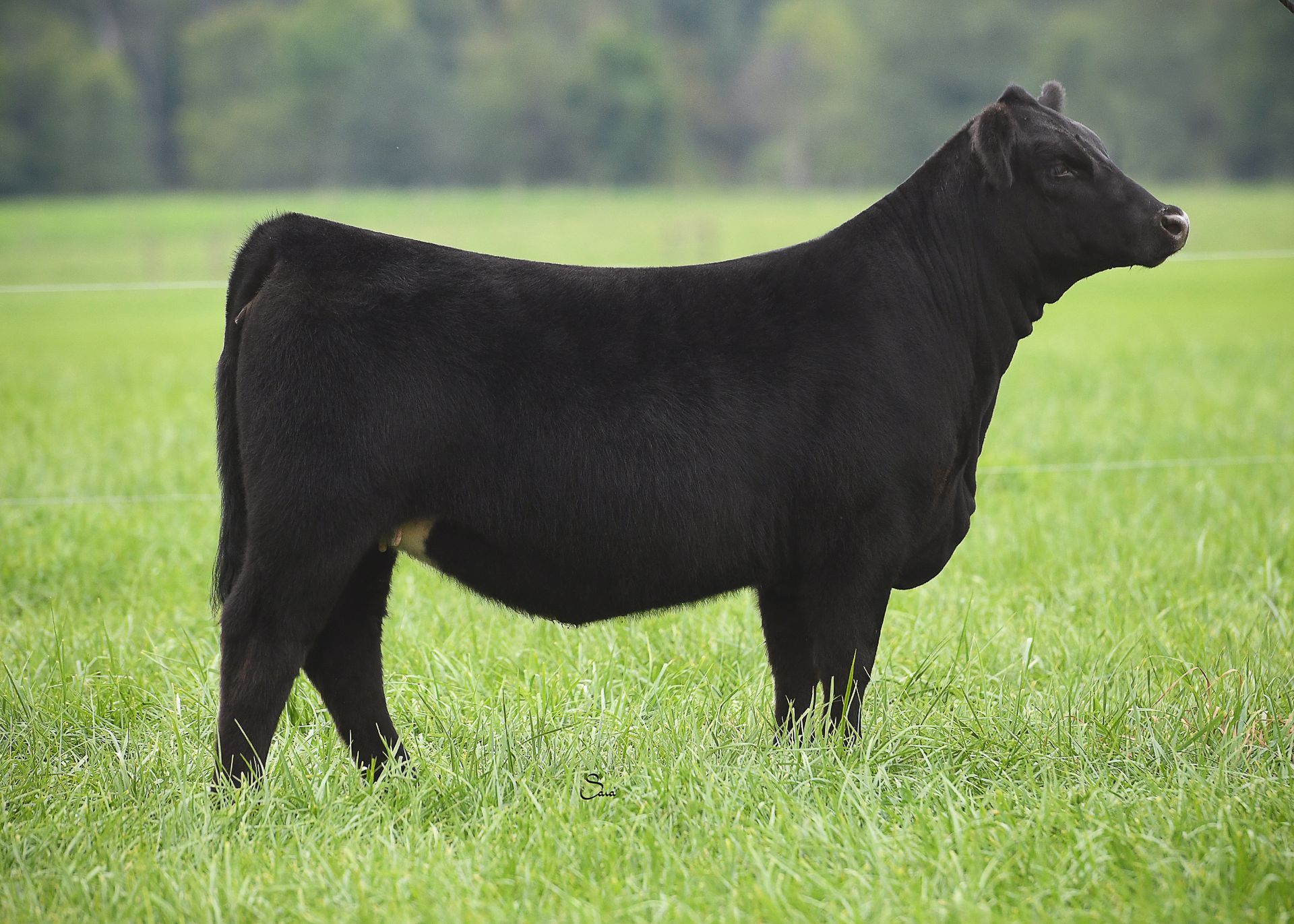 Ferguson Cattle Company | Simmental and Angus Cattle