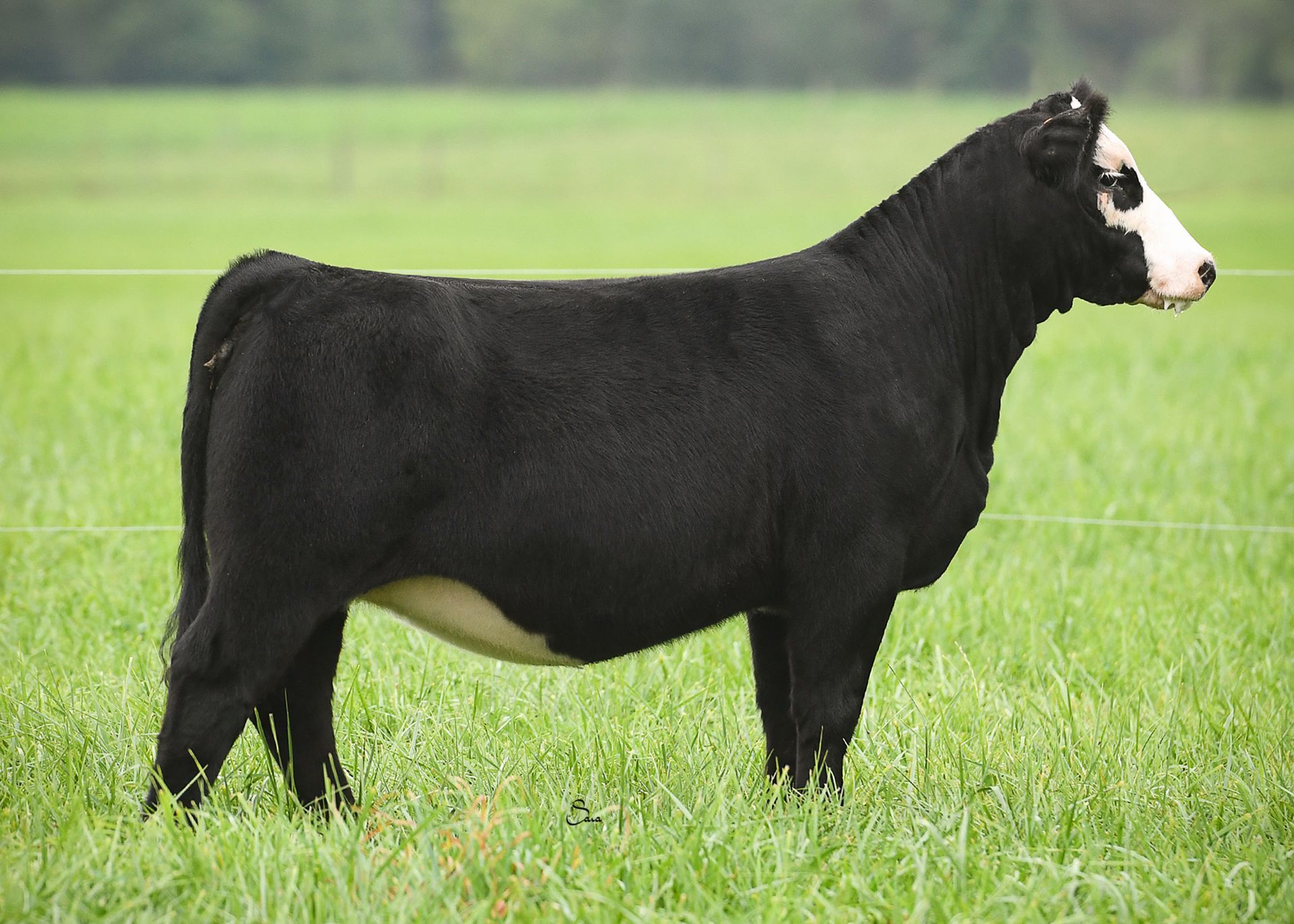 Ferguson Cattle Company | Simmental and Angus Cattle
