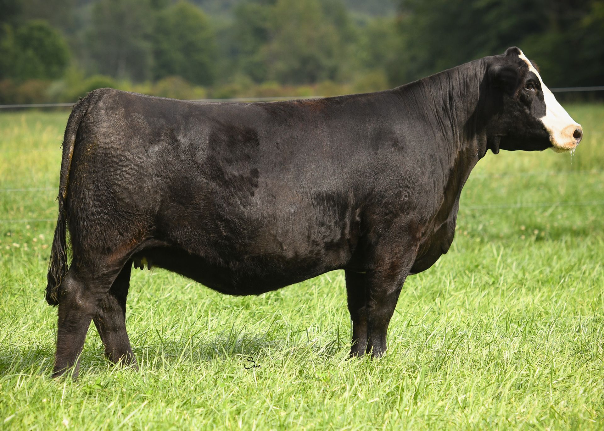 Ferguson Cattle Company | Simmental and Angus Cattle